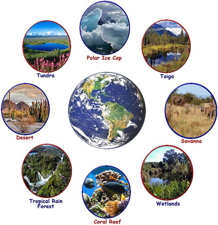 Mandala Principle: Biosphere, Humanity & the Web of Life - David Marinelli