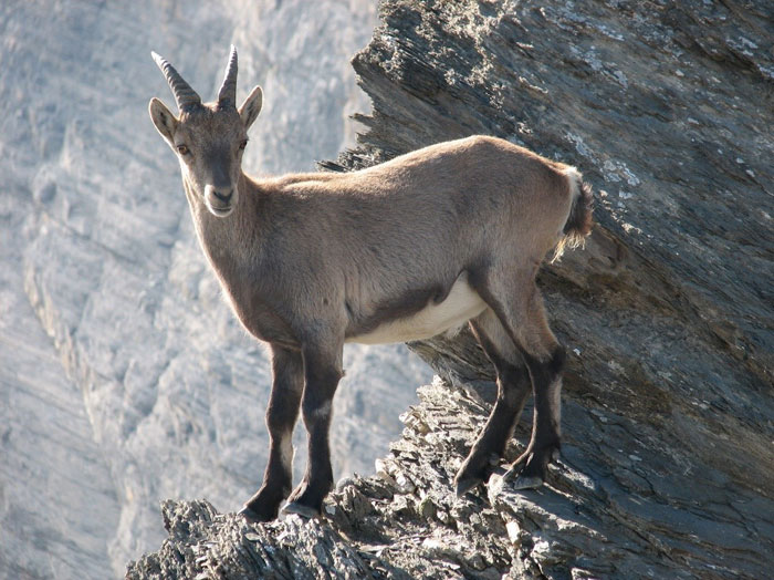 Pyrenean Ibex Extinct in 2000 - EU Conservation Failure - David Marinelli