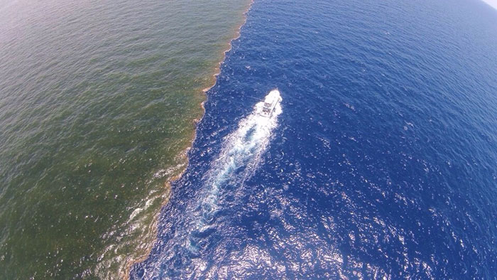 Dead Zones in the Oceans, Seas, Lakes and Rivers - David Marinelli