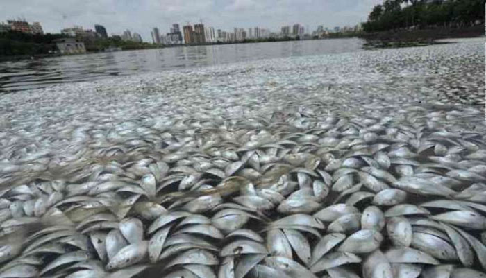 Dead Zones in the Oceans, Seas, Lakes and Rivers - David Marinelli